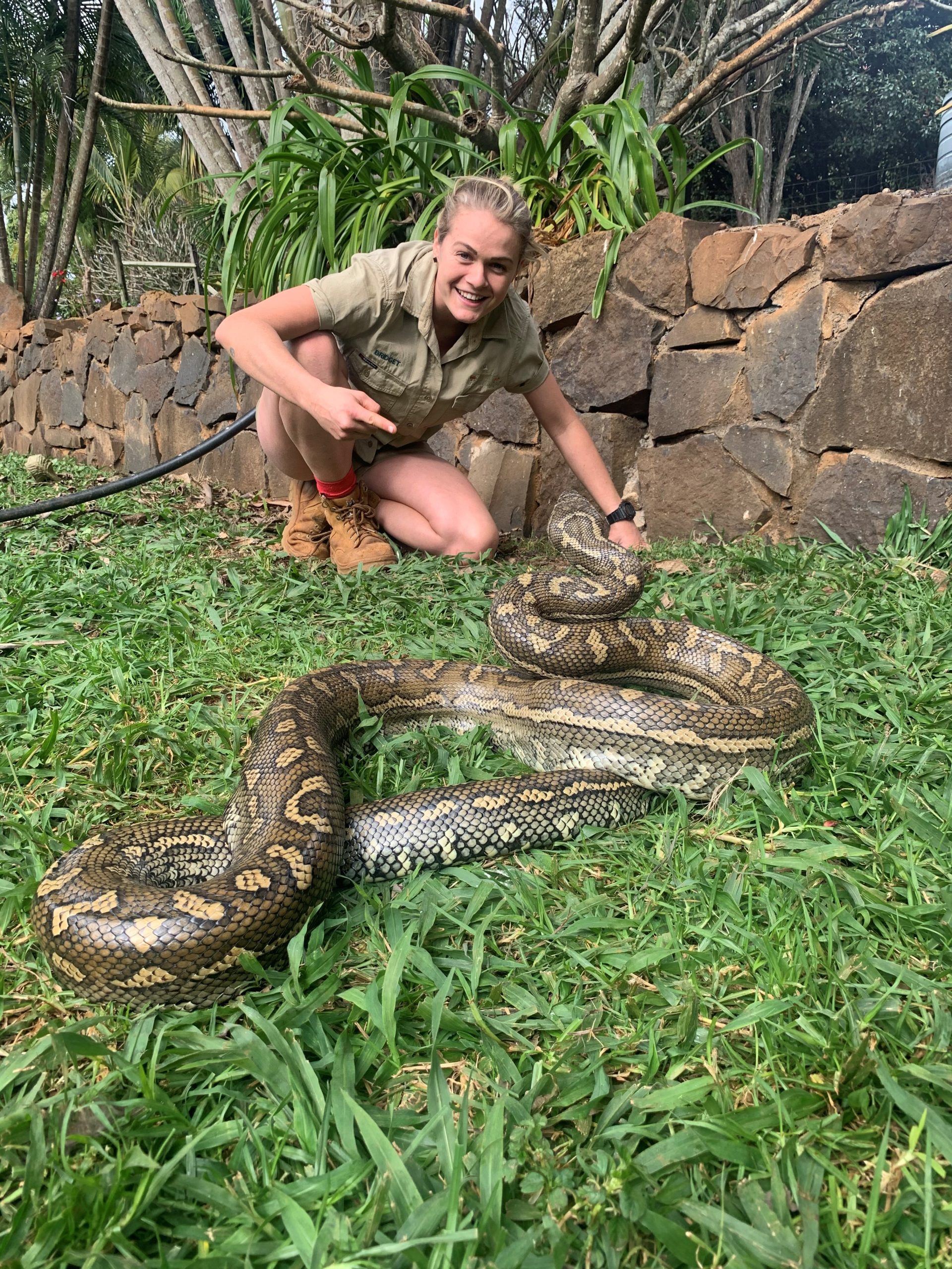 Living with snakes – The Bangalow Herald